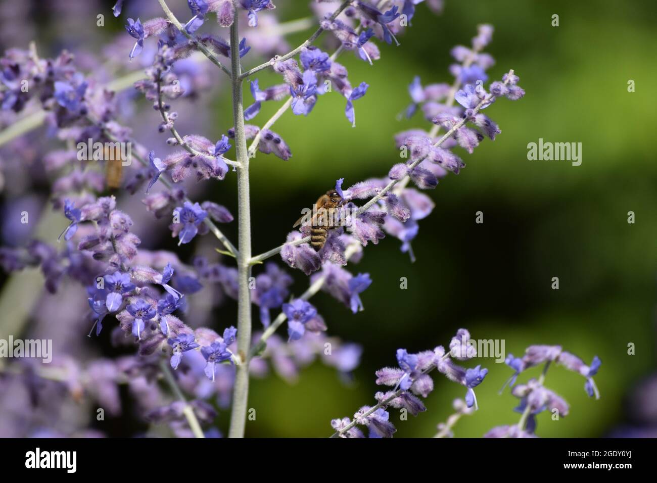 beautiful Rusisian Sage with Bee Stock Photo - Alamy