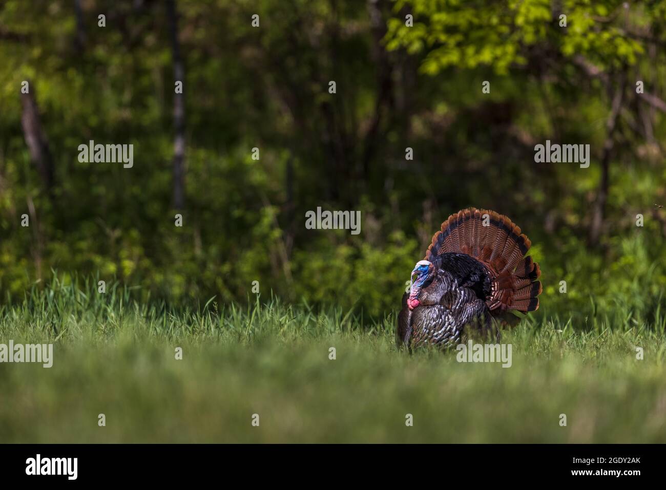 Long beard mating hi-res stock photography and images - Alamy