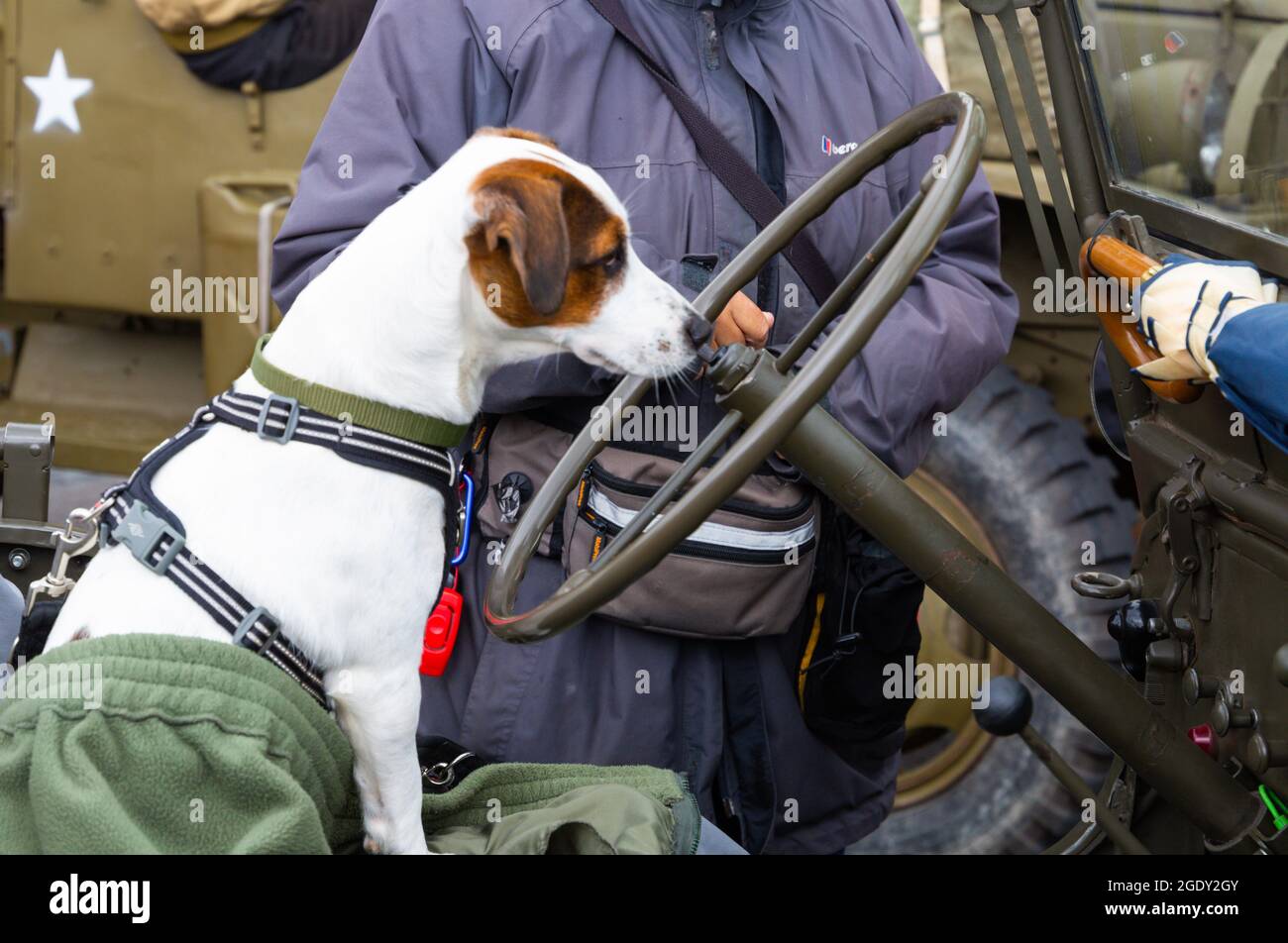 Military animal ww2 hi-res stock photography and images - Alamy
