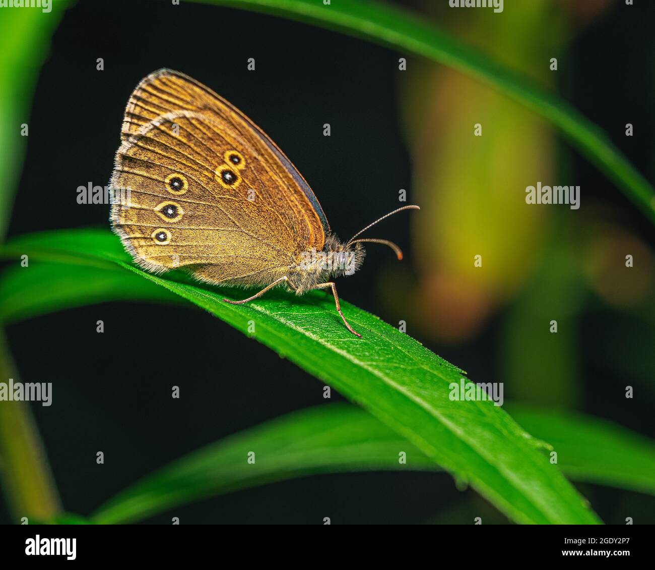 Satyrine butterfly hi-res stock photography and images - Alamy