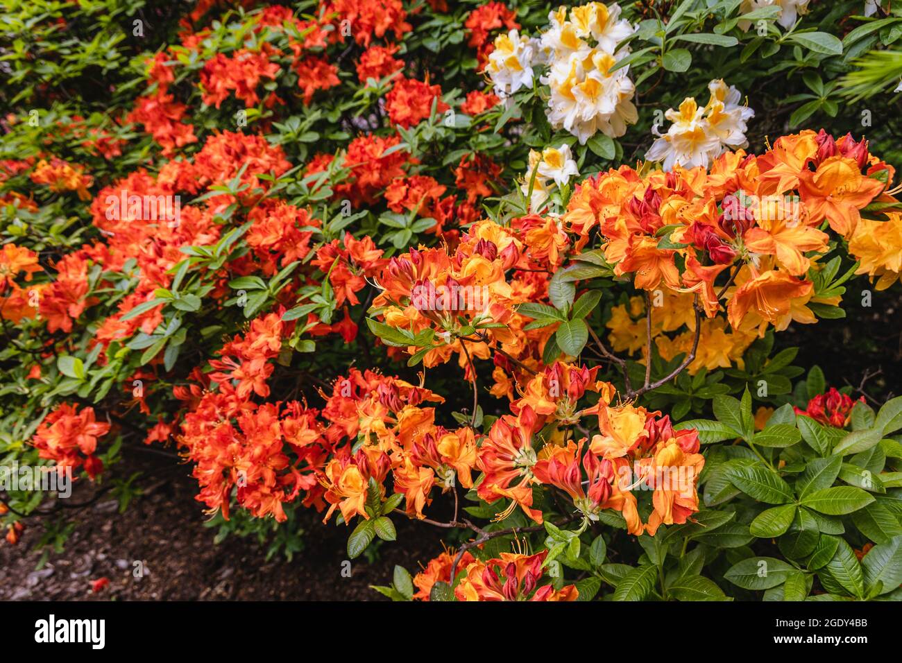 Variety of orange and yellow Rhododendron flowers in the garden Stock ...