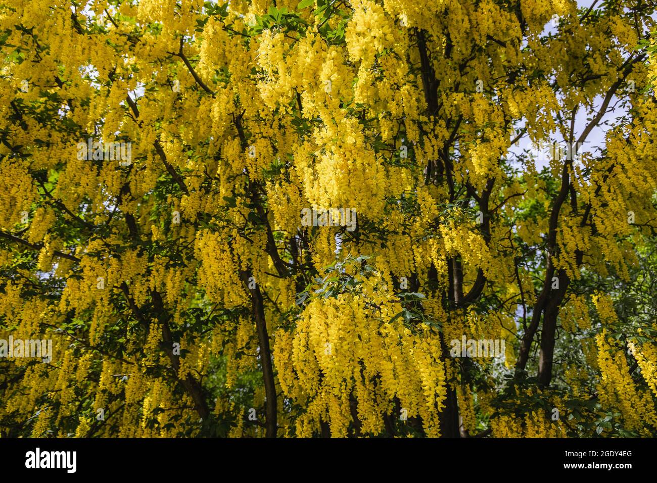 Laburnum × watereri plant, variety Vossi commonly called golden chain ...