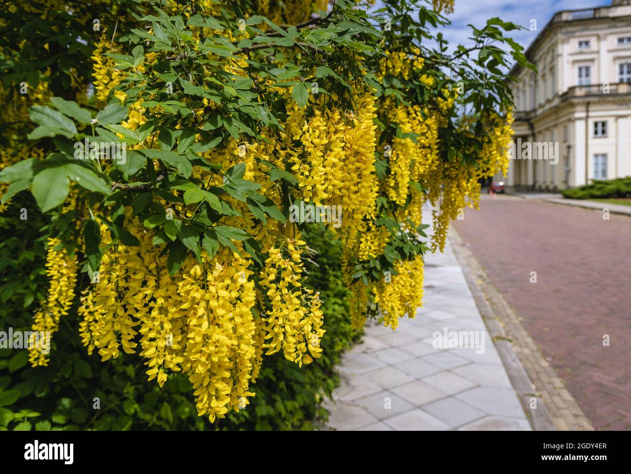 Laburnum Watereri Plant Variety Vossi Commonly Called Golden Chain