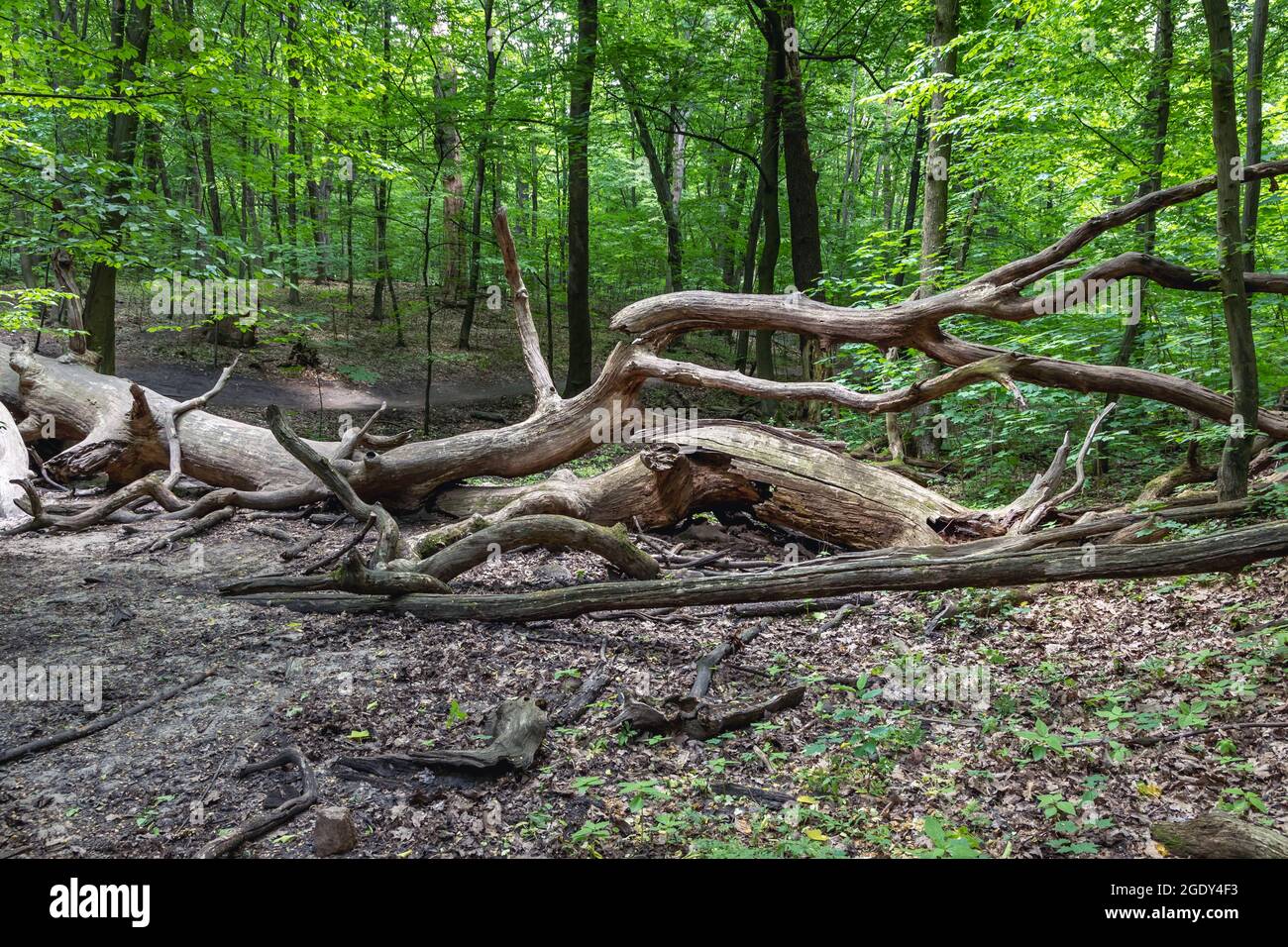 Las bielanski hi-res stock photography and images - Alamy