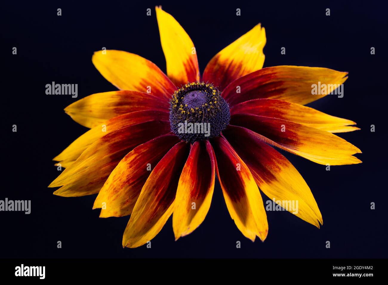 Mottled yellow-red rudbeckia on a black background. The poster Stock ...