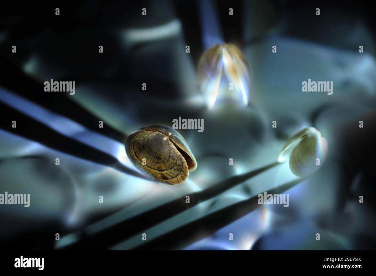 Snails without shells hi-res stock photography and images - Alamy
