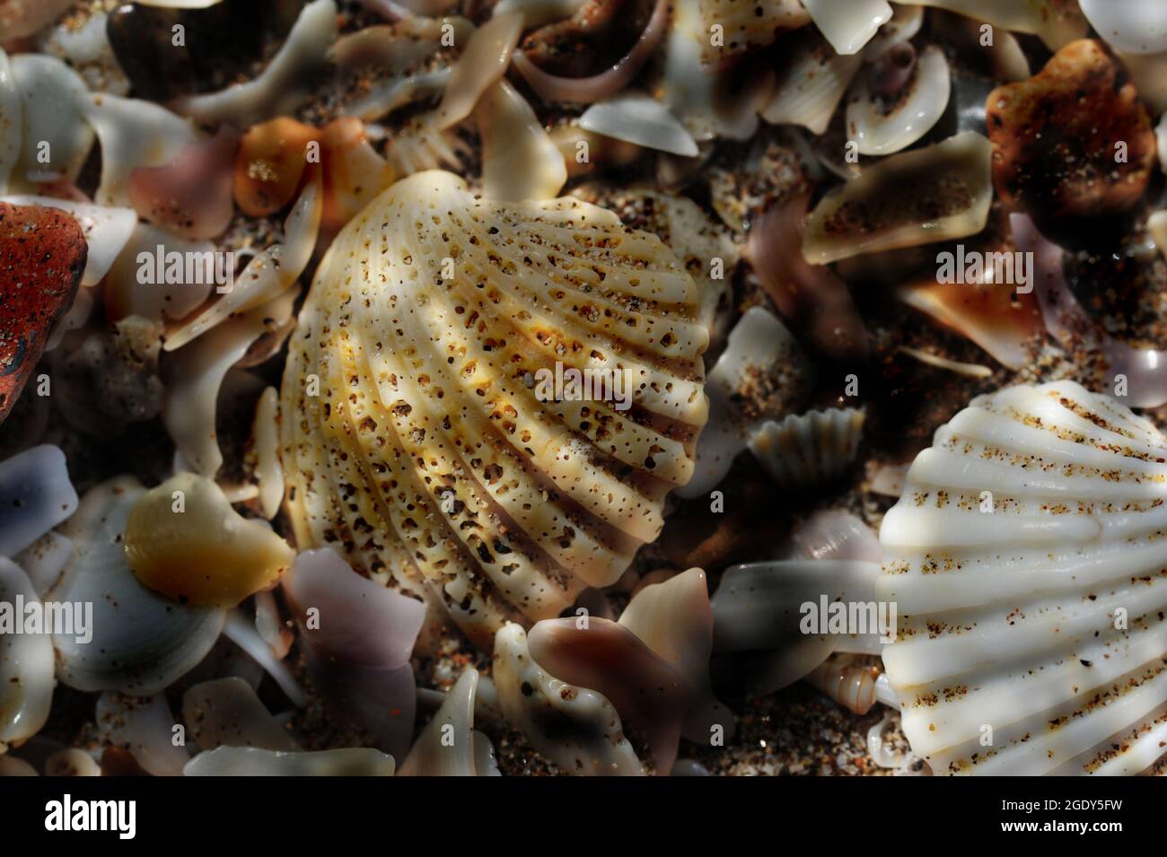 Protective external shells hi-res stock photography and images - Alamy