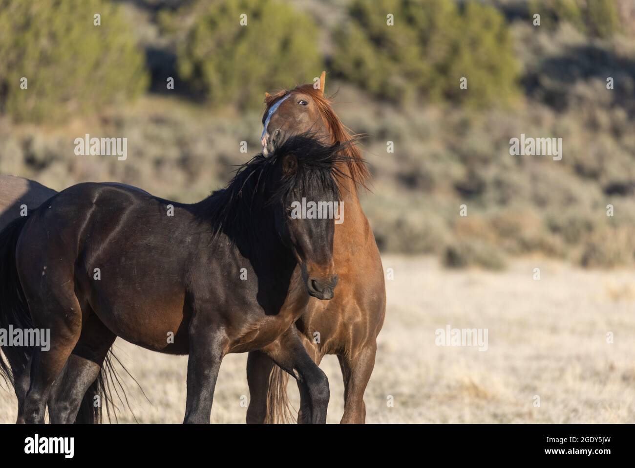 Wild Horse Stallions Fighting in the Utah Desert Stock Photo - Alamy