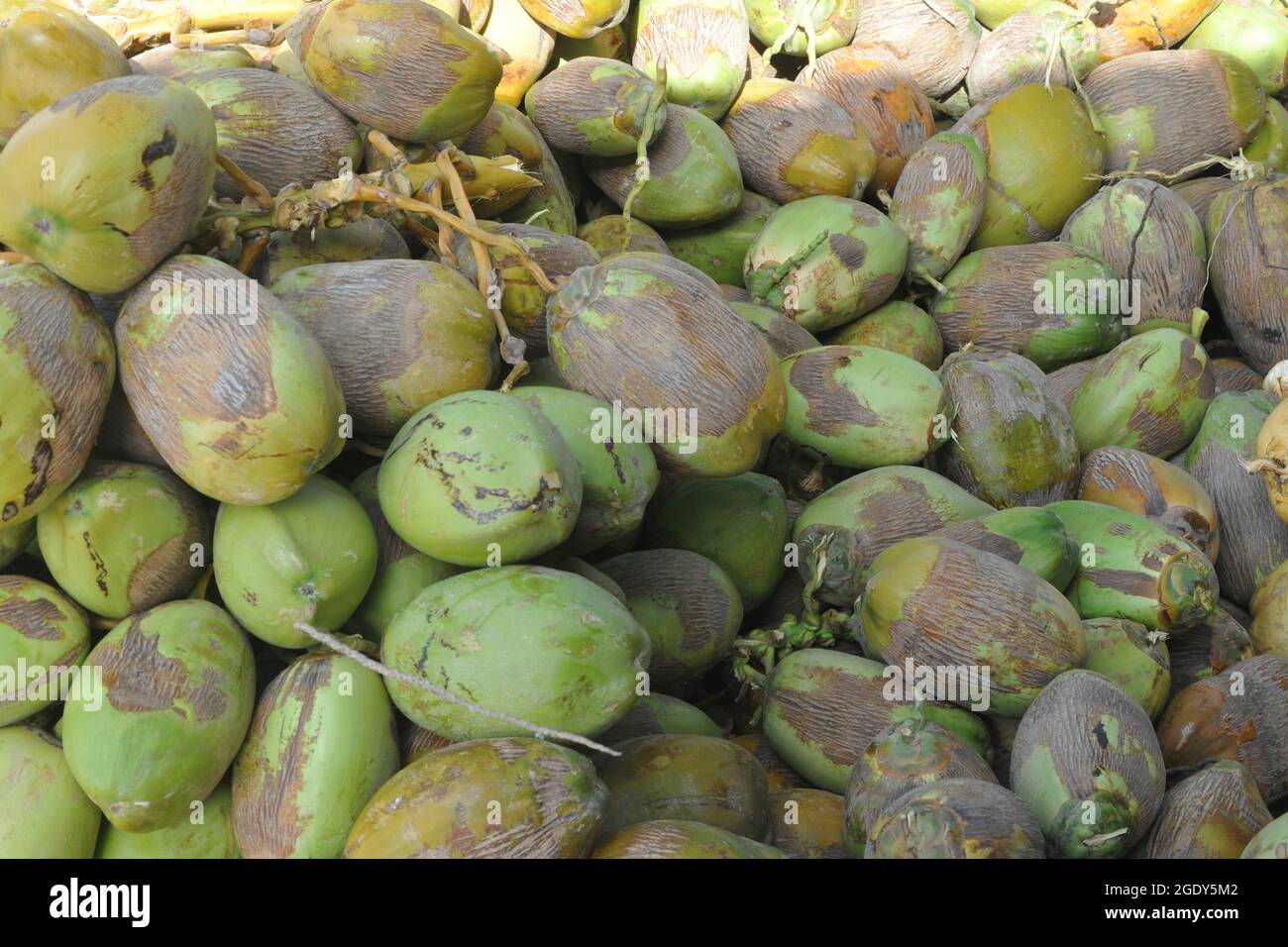 Coconut tree disease hi-res stock photography and images - Alamy