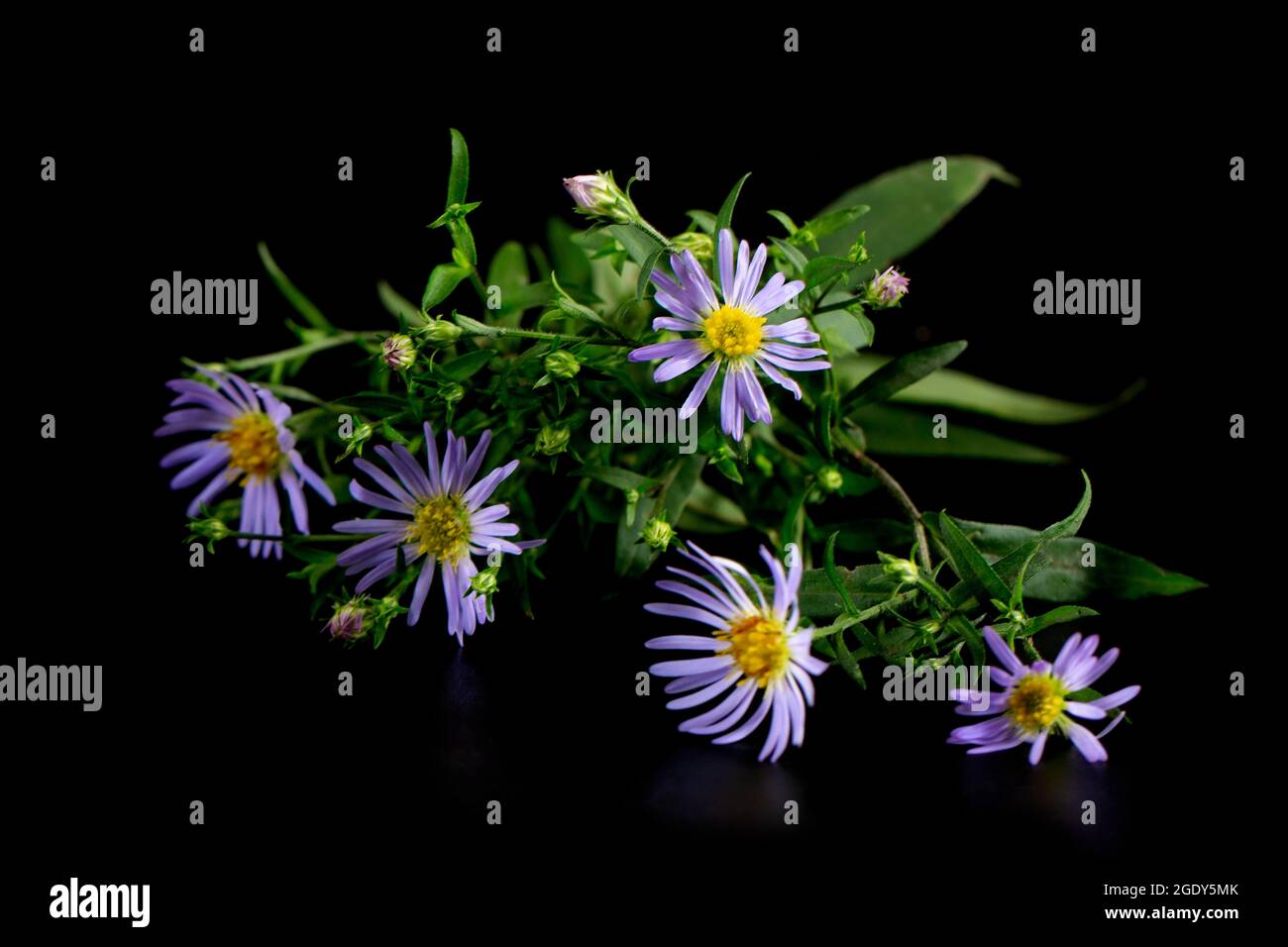 Blue flowers of wild alpine aster or violet chamomile on a black ...