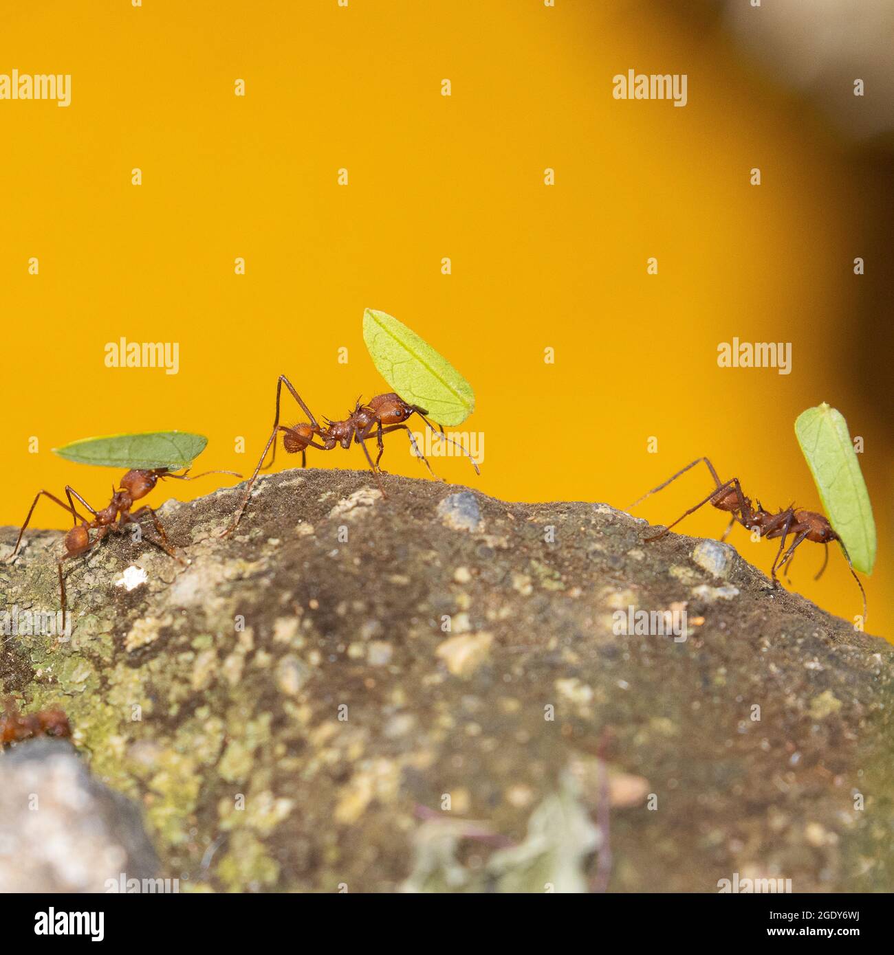 Close-up angle of Leafcutter Ants, who are an example of constant work ...