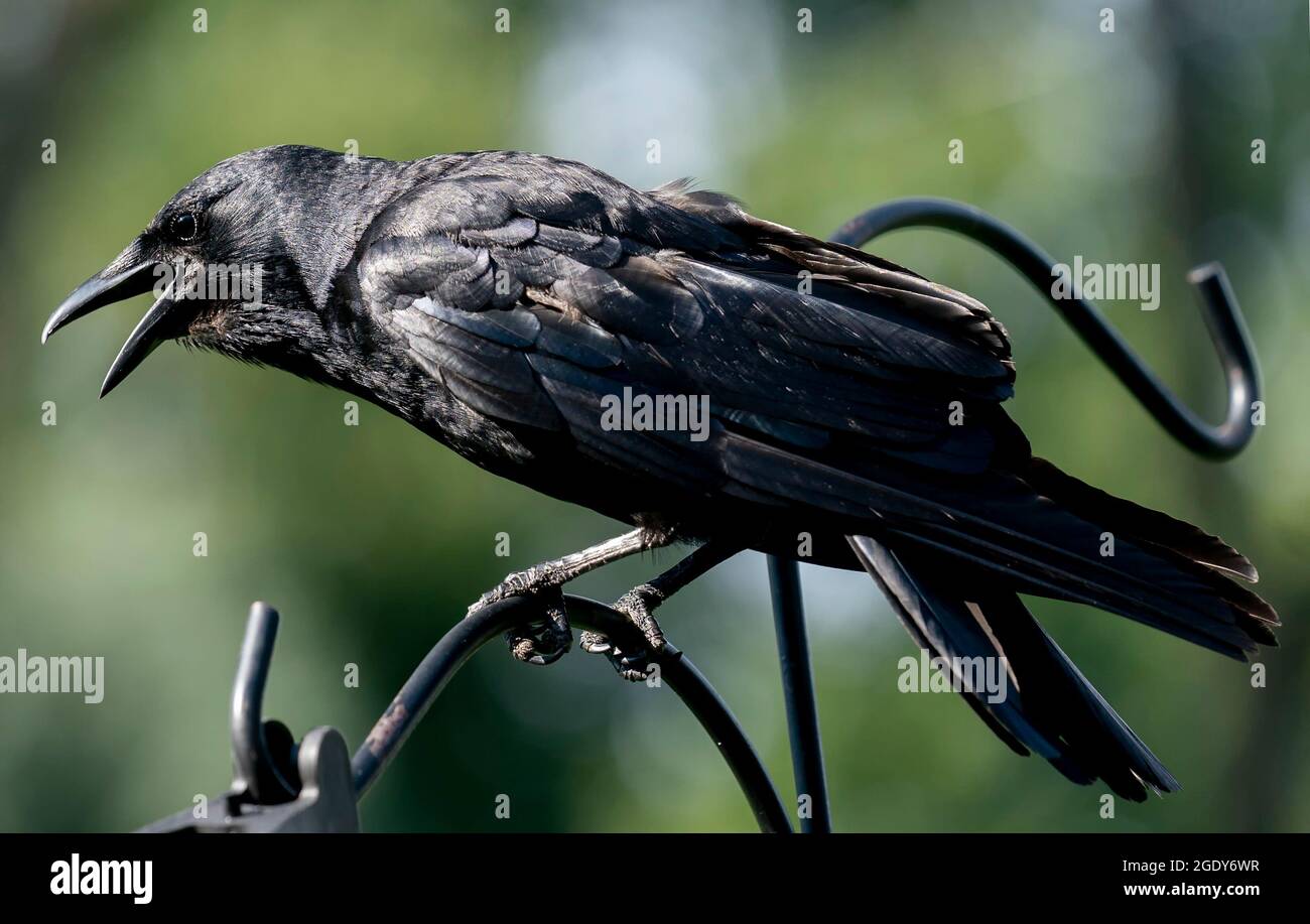 Raven arrives on the backyard deck Stock Photo - Alamy