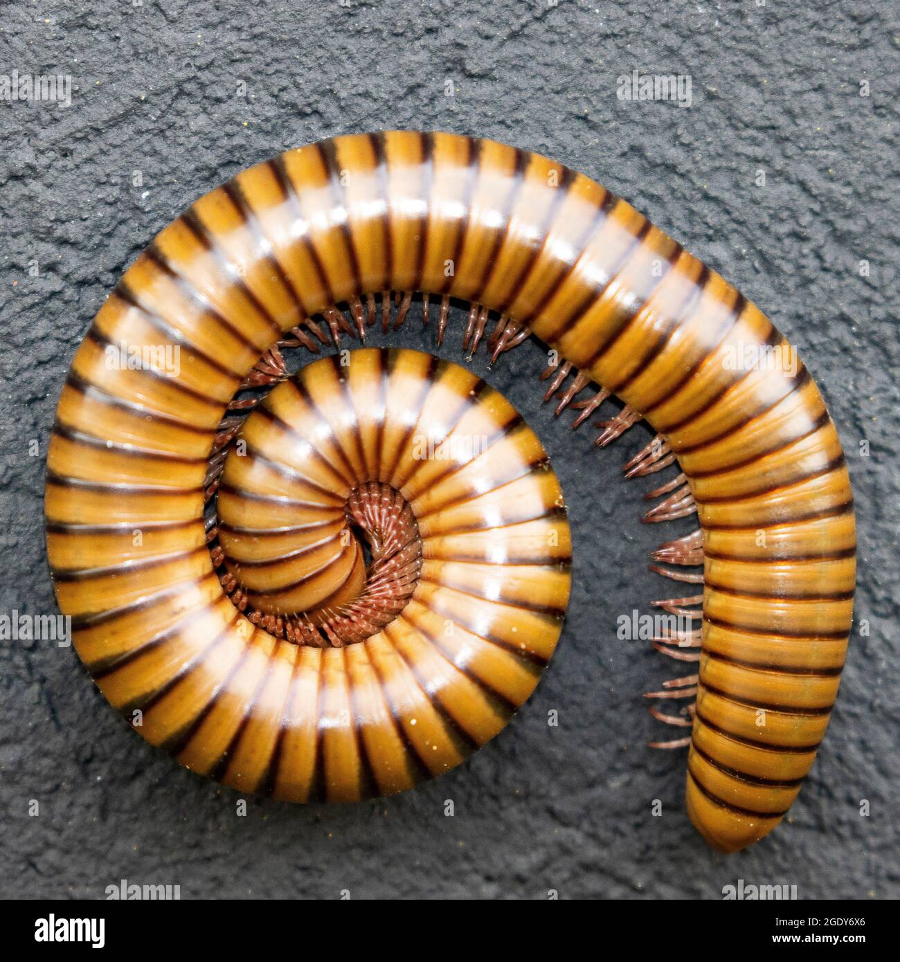 Angle from above of a Golden Centipede in resting position. Life spiral ...