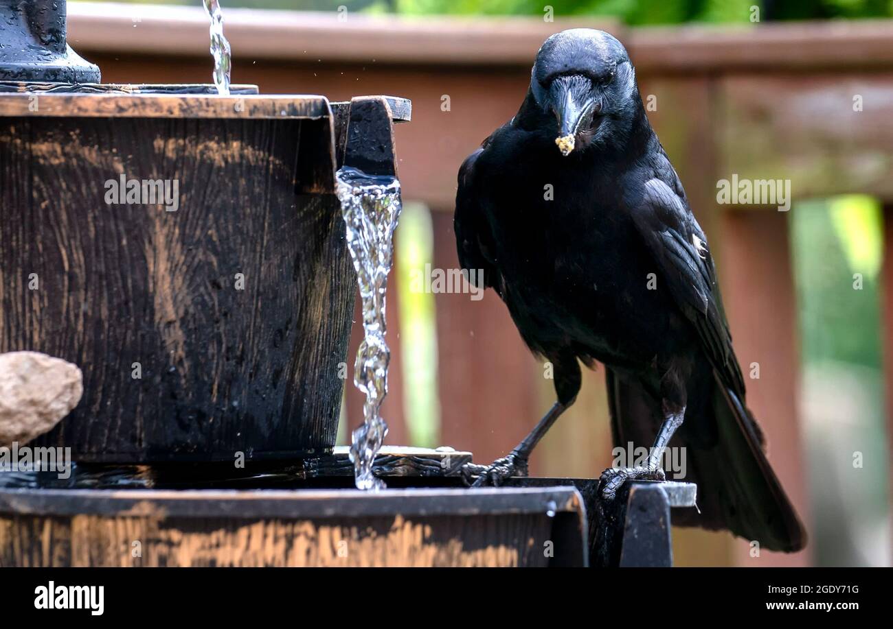 Raven arrives on the backyard deck fountain Stock Photo - Alamy