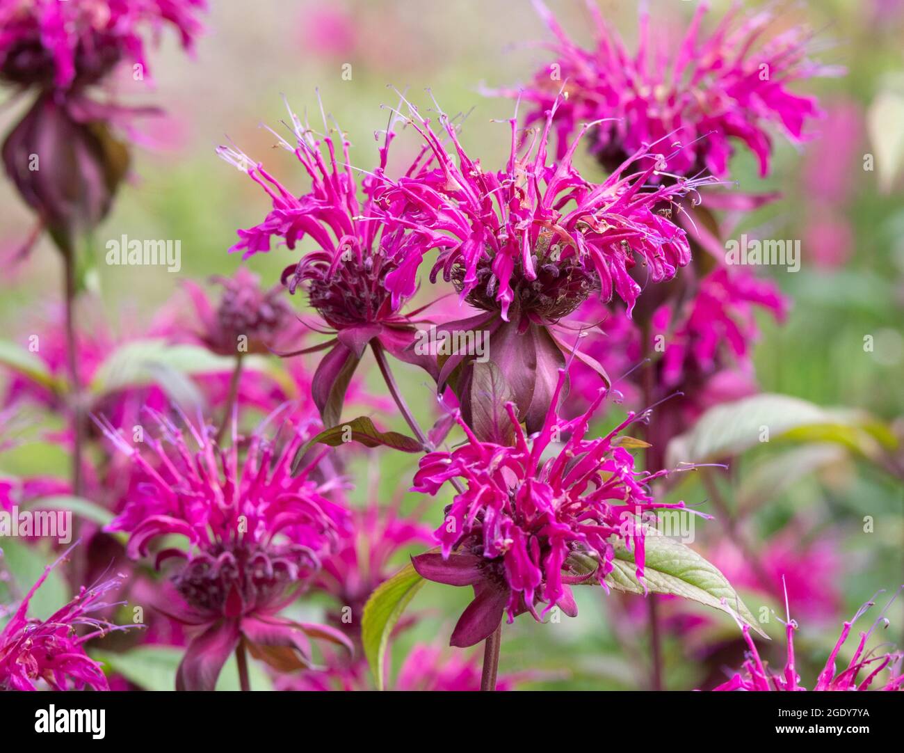 Monarda On Parade High Resolution Stock Photography and Images - Alamy