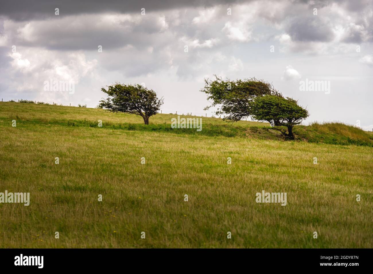 Trees in a windy place on a cloudy summer day, south Downs, England ...