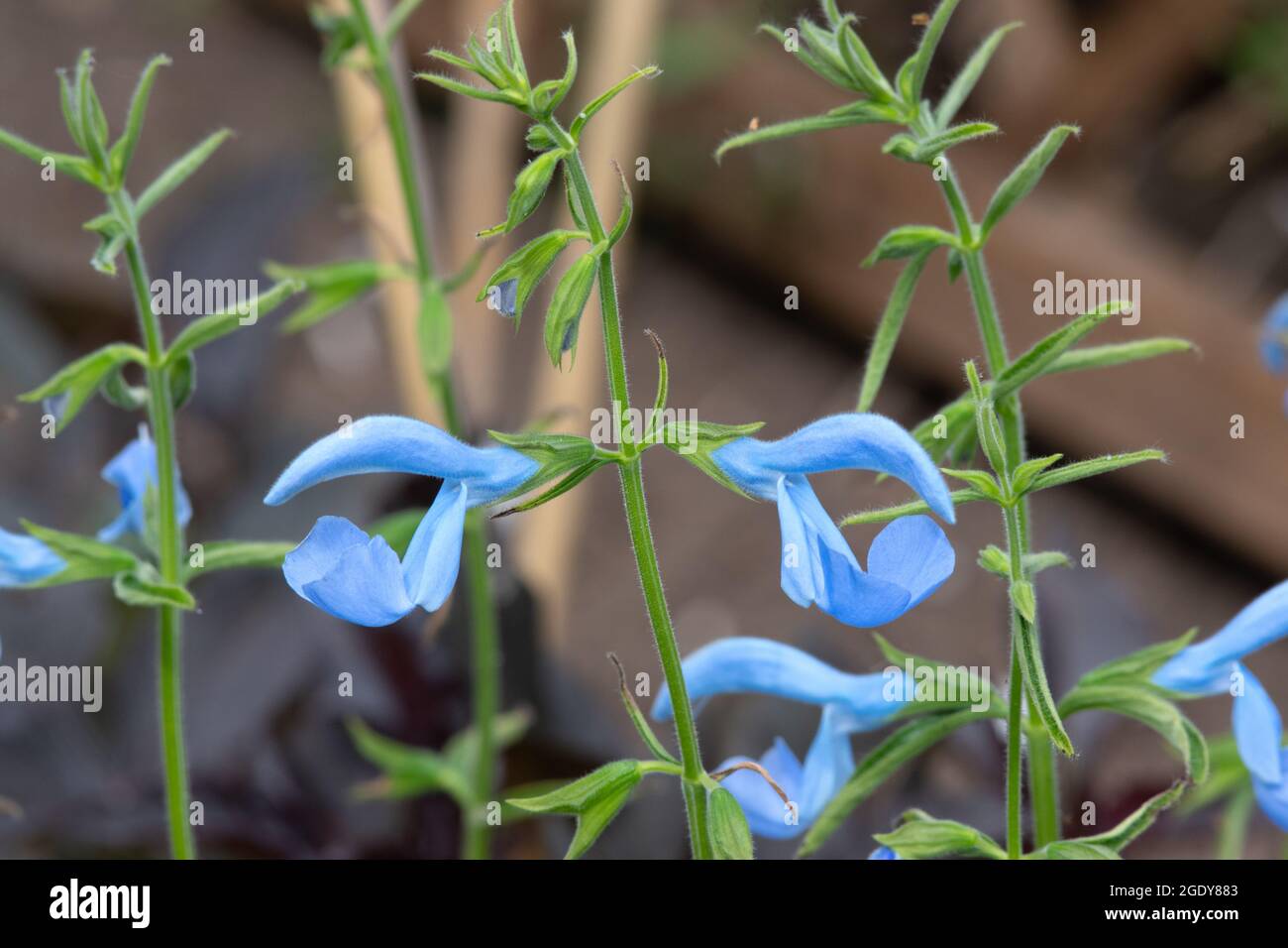 Salvia patens 'Cambridge Blue' Stock Photo - Alamy