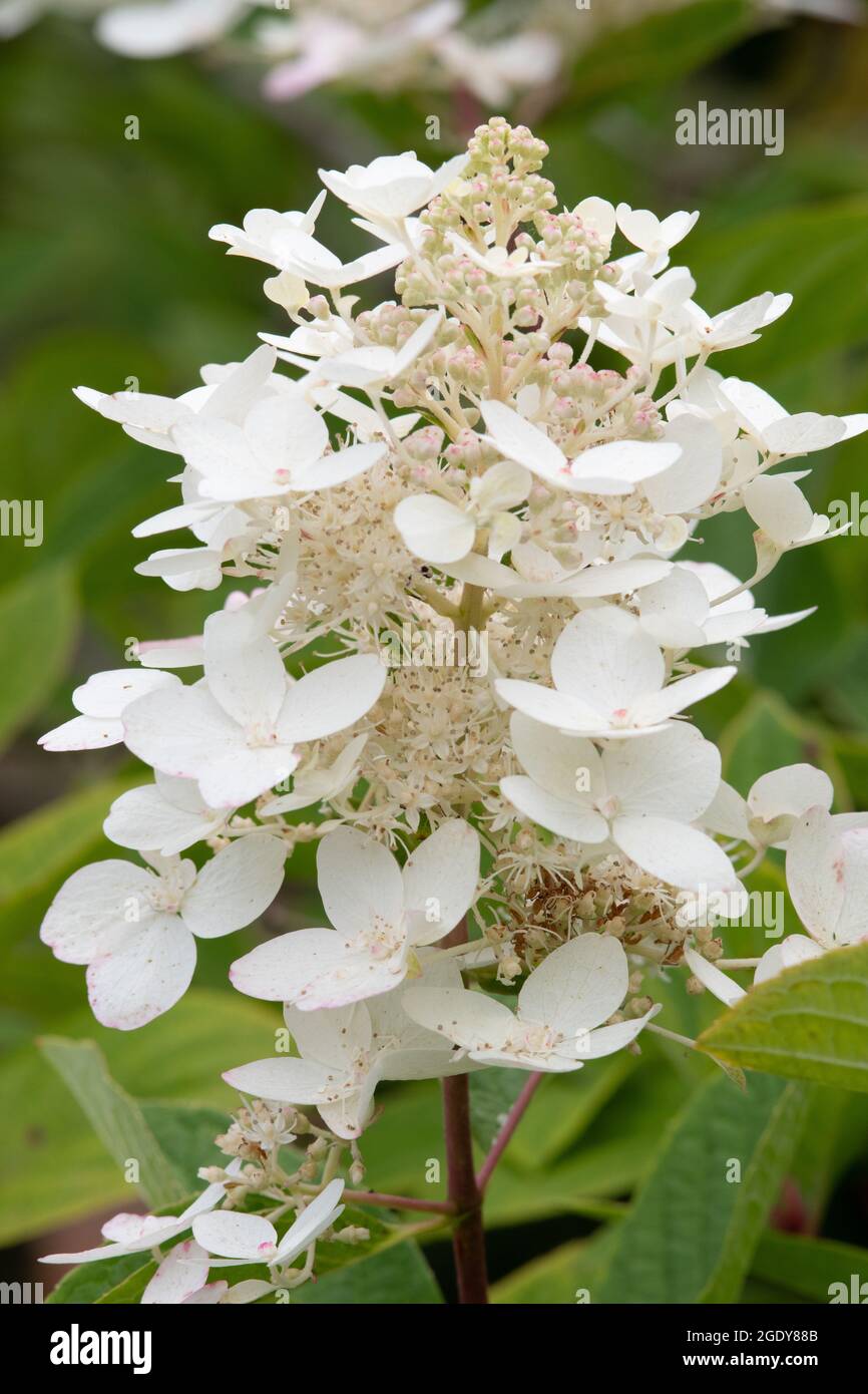 Hydrangea paniculata 'Kyushu' Stock Photo - Alamy