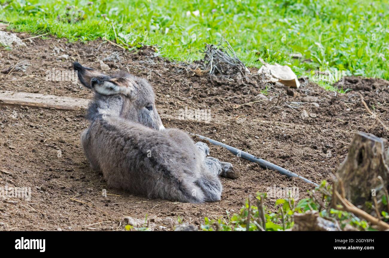 Cute baby donkey in relax in a farm Stock Photo - Alamy