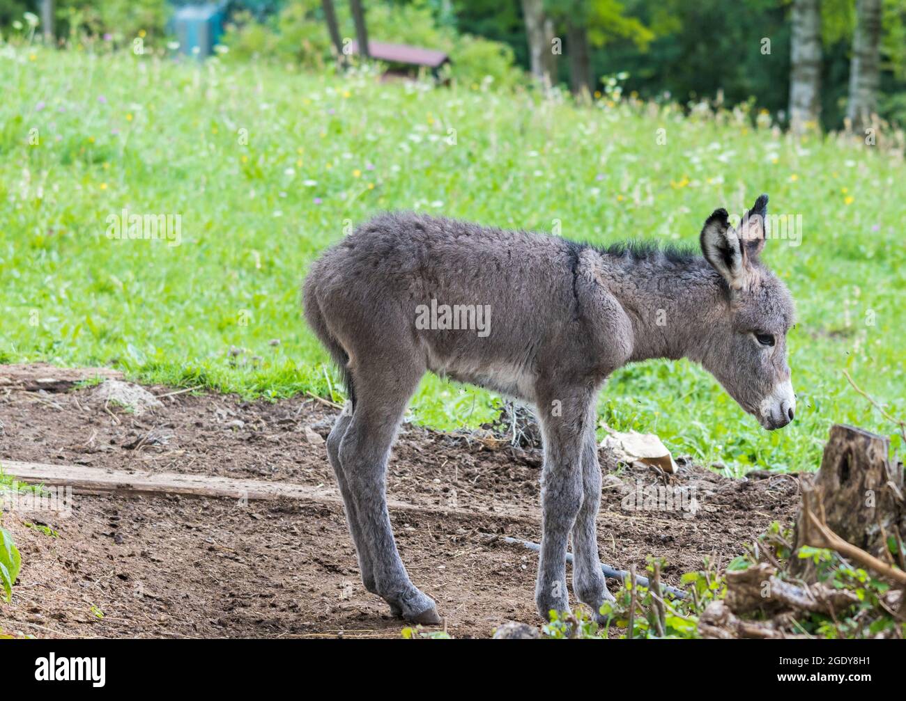 Cute baby donkey in relax in a farm Stock Photo - Alamy