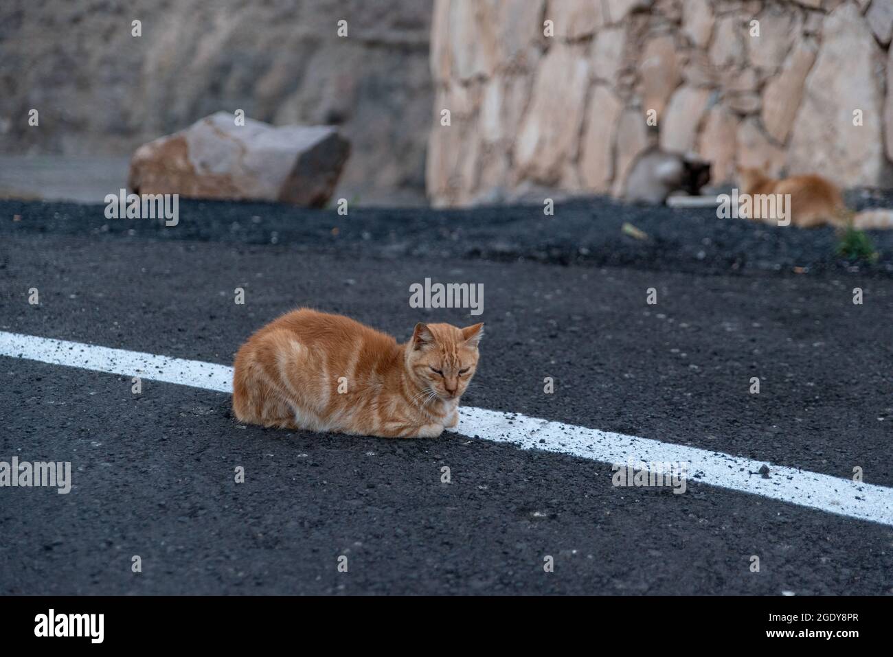 Wild cats on the road Stock Photo - Alamy