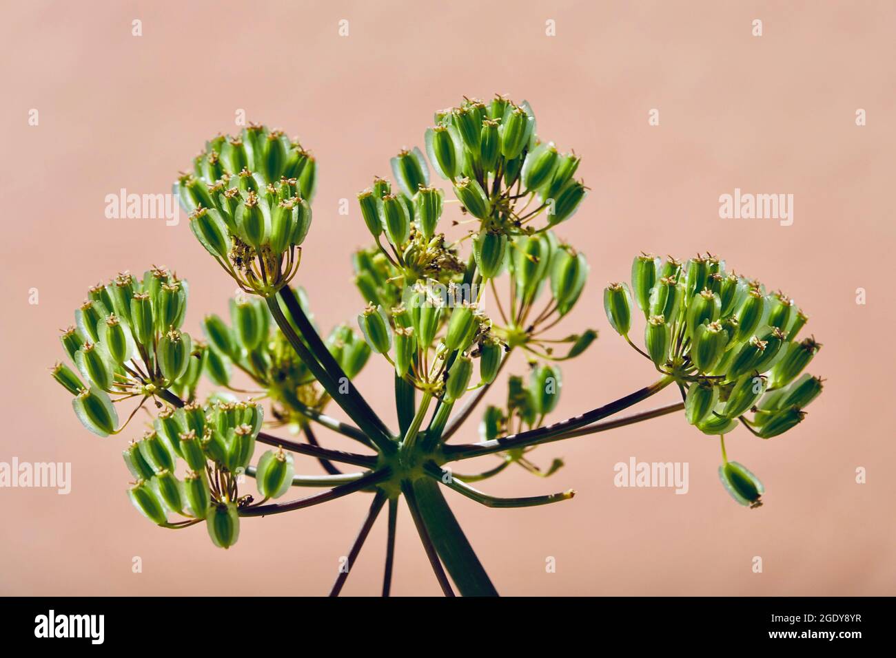 Spice fennel plant hi-res stock photography and images - Alamy