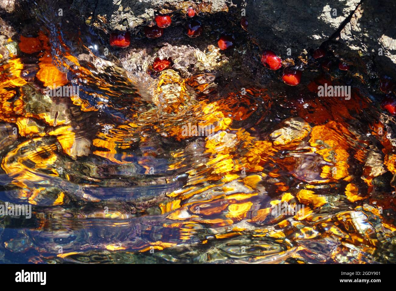 Sea tomatoes (Actinia equina), from the anemone family, on sunny rocks ...