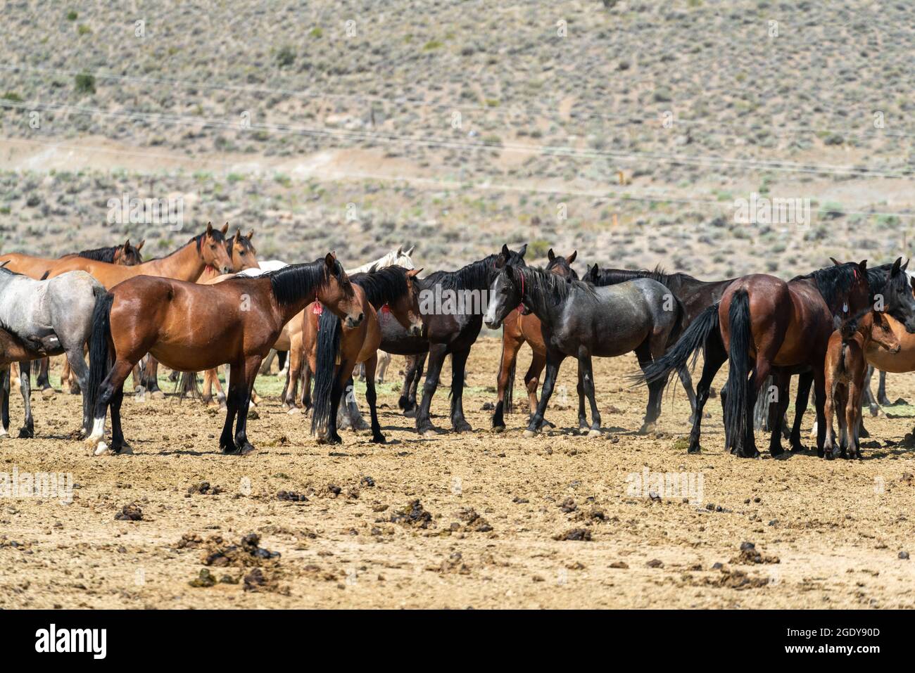 National Wild Horse and Burro Center at Palomino Valley Stock Photo - Alamy