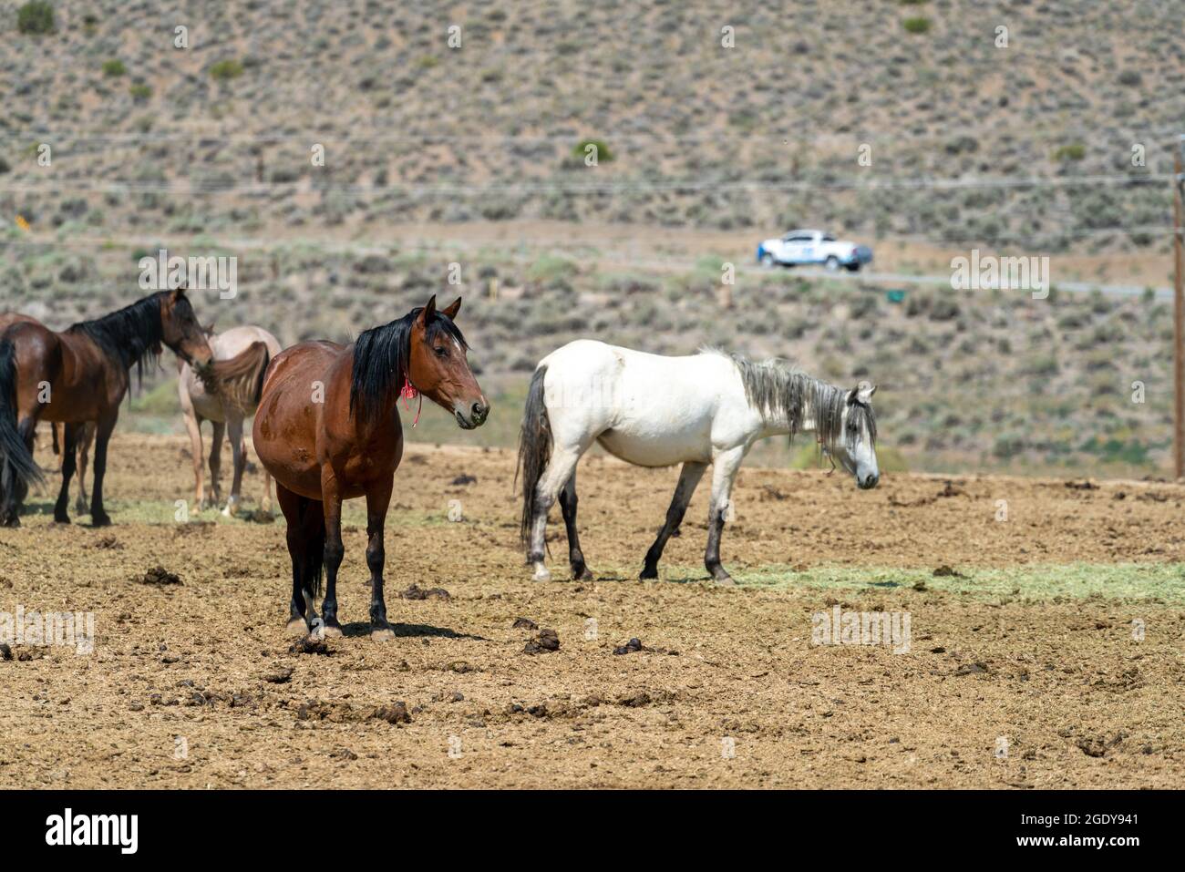 National Wild Horse and Burro Center at Palomino Valley Stock Photo - Alamy