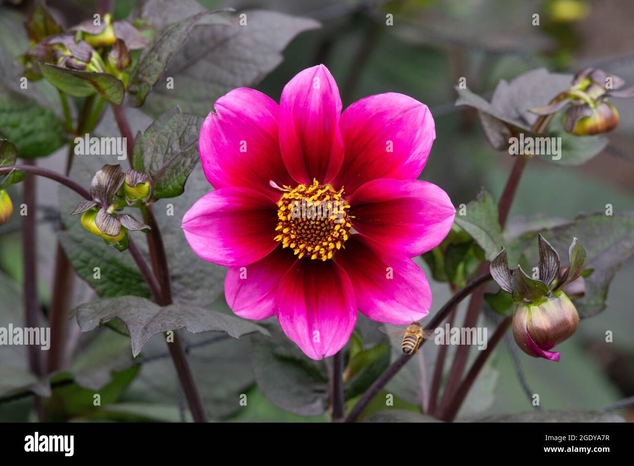 Dahlia Magenta Magic Stock Photo - Alamy