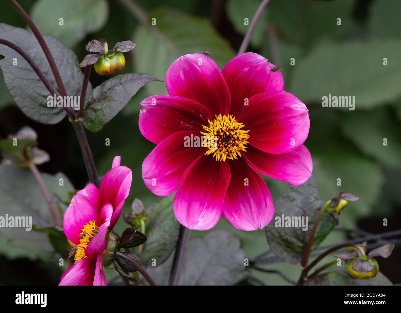Dwarf dahlia hi-res stock photography and images - Alamy