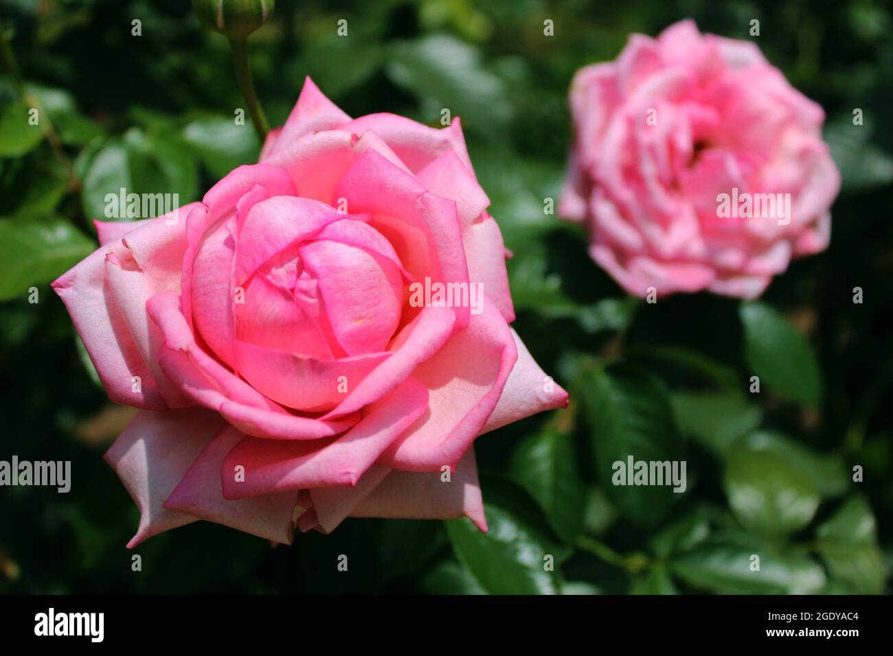 Pink roses on a sunny day Stock Photo - Alamy