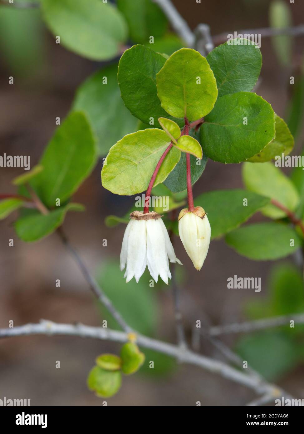 Lily of the valley tree crinodendron patagua hi-res stock photography ...