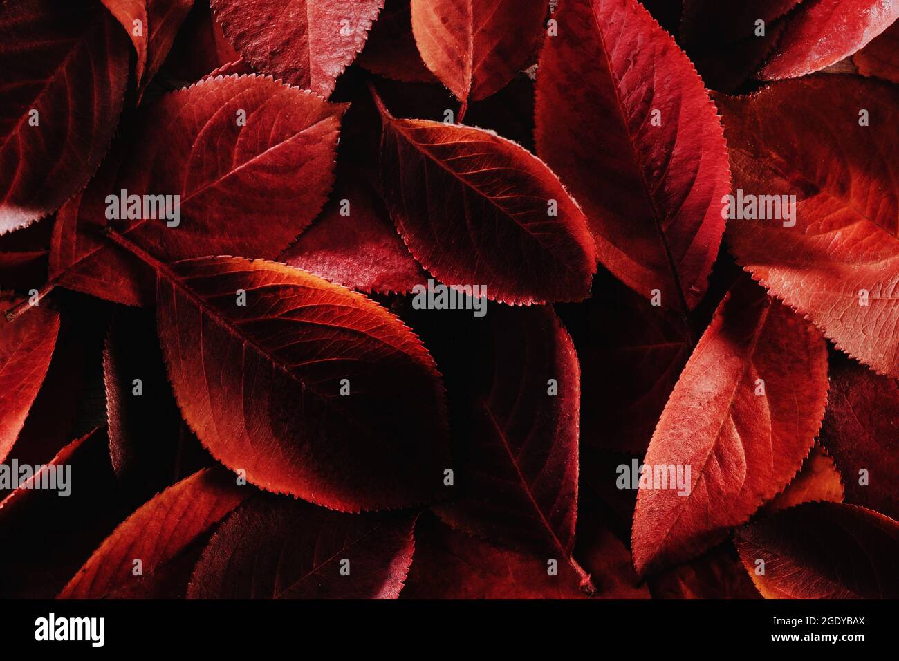 Autumn red bright colorful leaves background. Creative layout for ...
