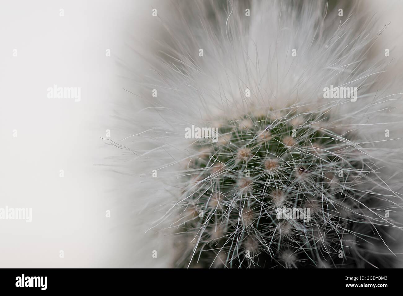 A macro shot of the details of a cactus plant Stock Photo - Alamy