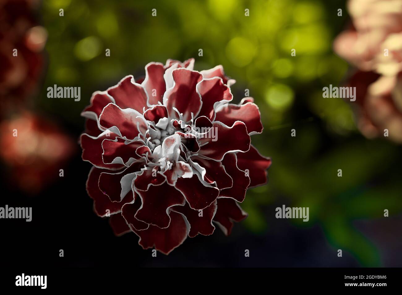 A macro shot of a beautiful clove pink flower outdoors Stock Photo - Alamy