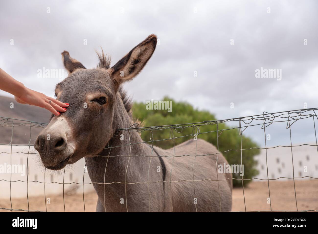 Donkey farm animal hi-res stock photography and images - Alamy