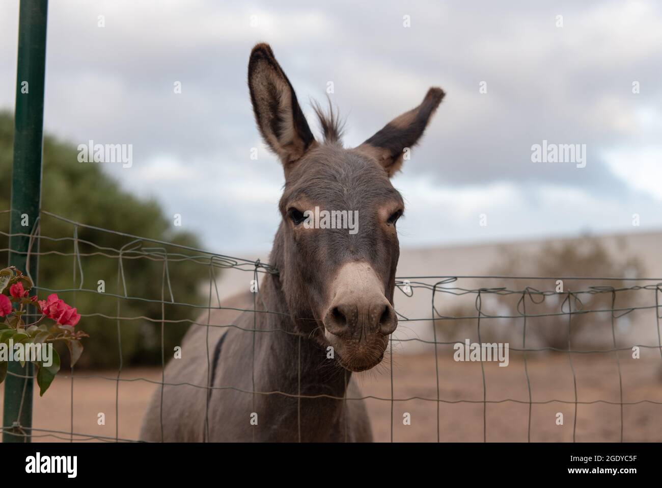 Donkey on the farm Stock Photo - Alamy
