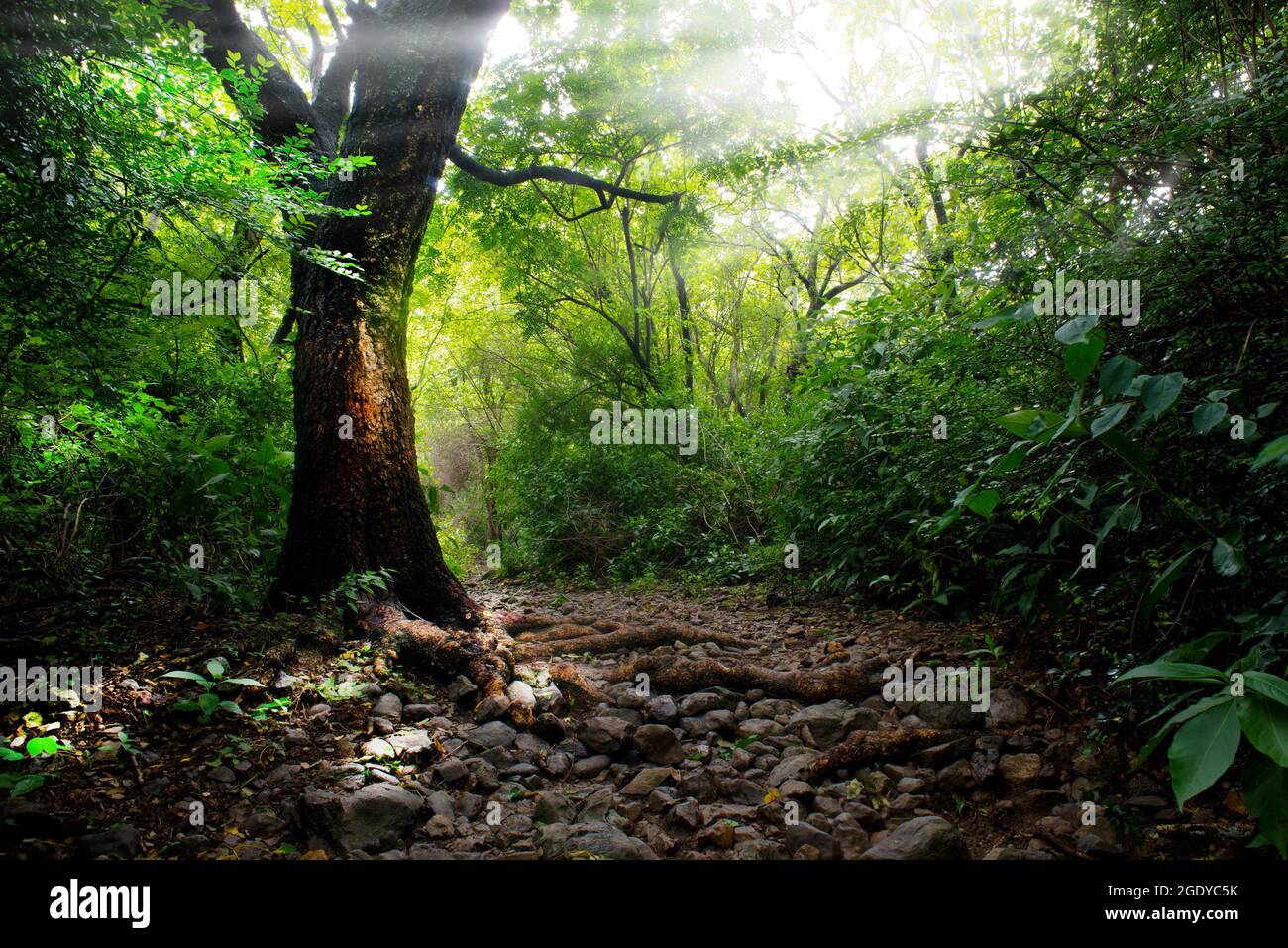 sunlight in the forest Stock Photo - Alamy