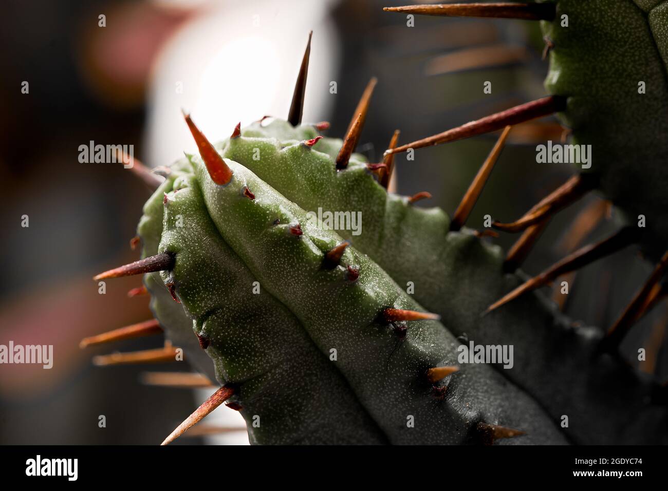 A macro shot of the details of a Euphorbia enopla cactus plant Stock ...