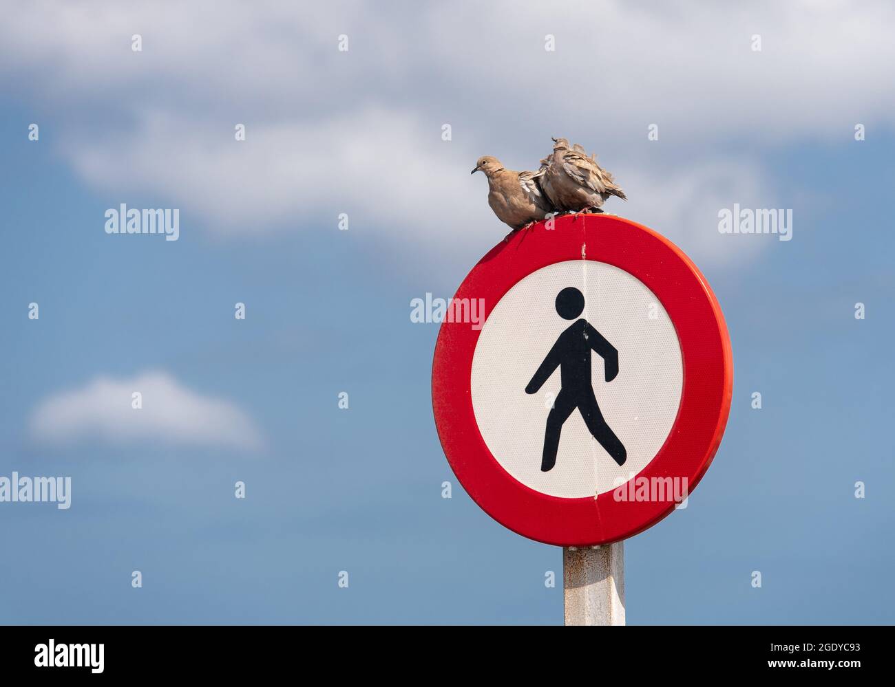 No human sight with birds on it Stock Photo - Alamy