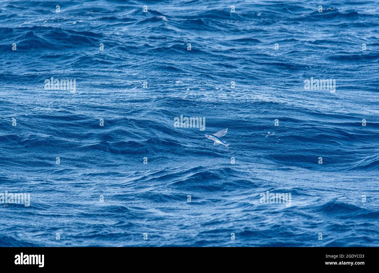 Sea surface blue hi-res stock photography and images - Alamy