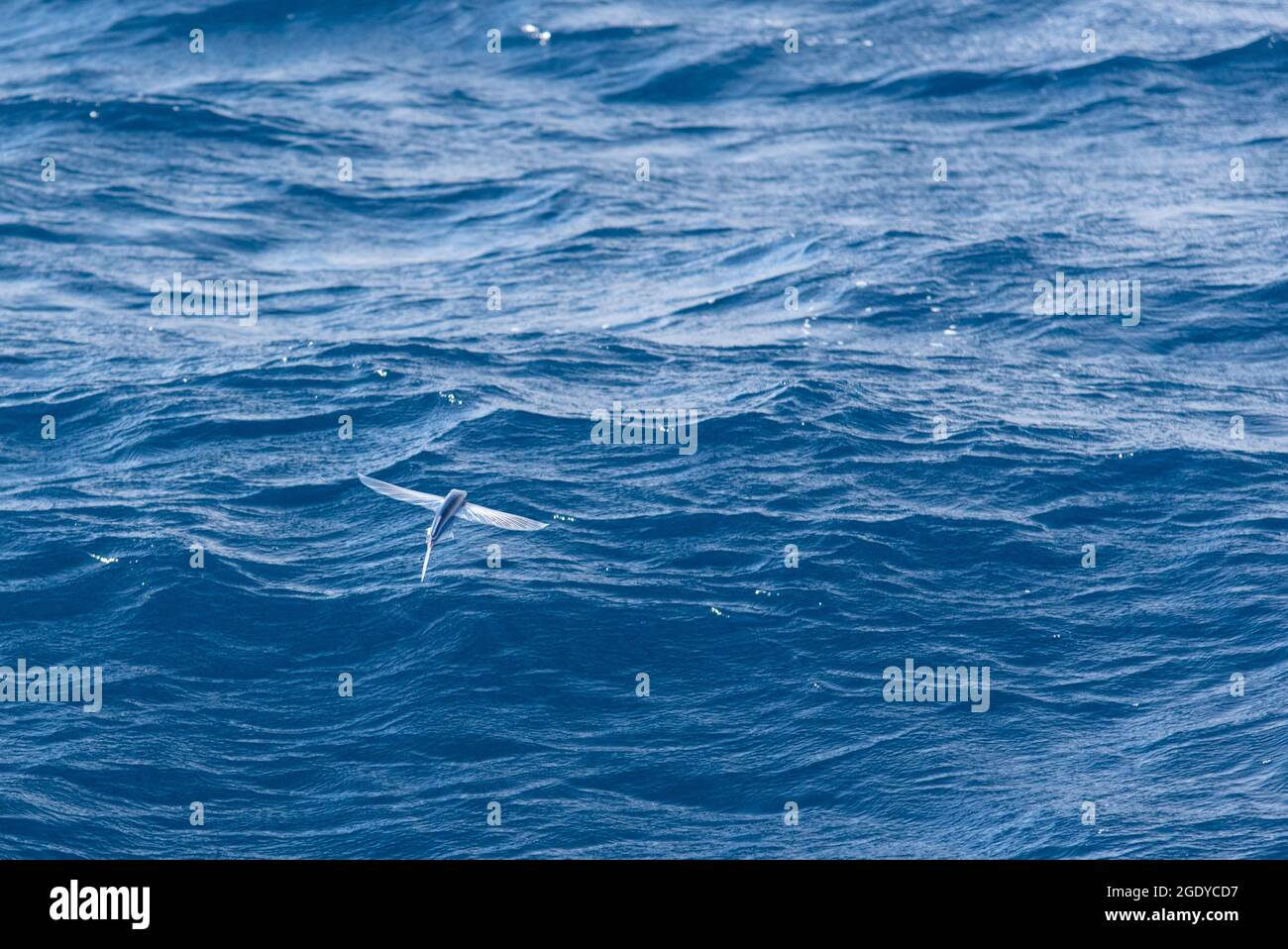 Flying fish above the ocean surface Stock Photo - Alamy