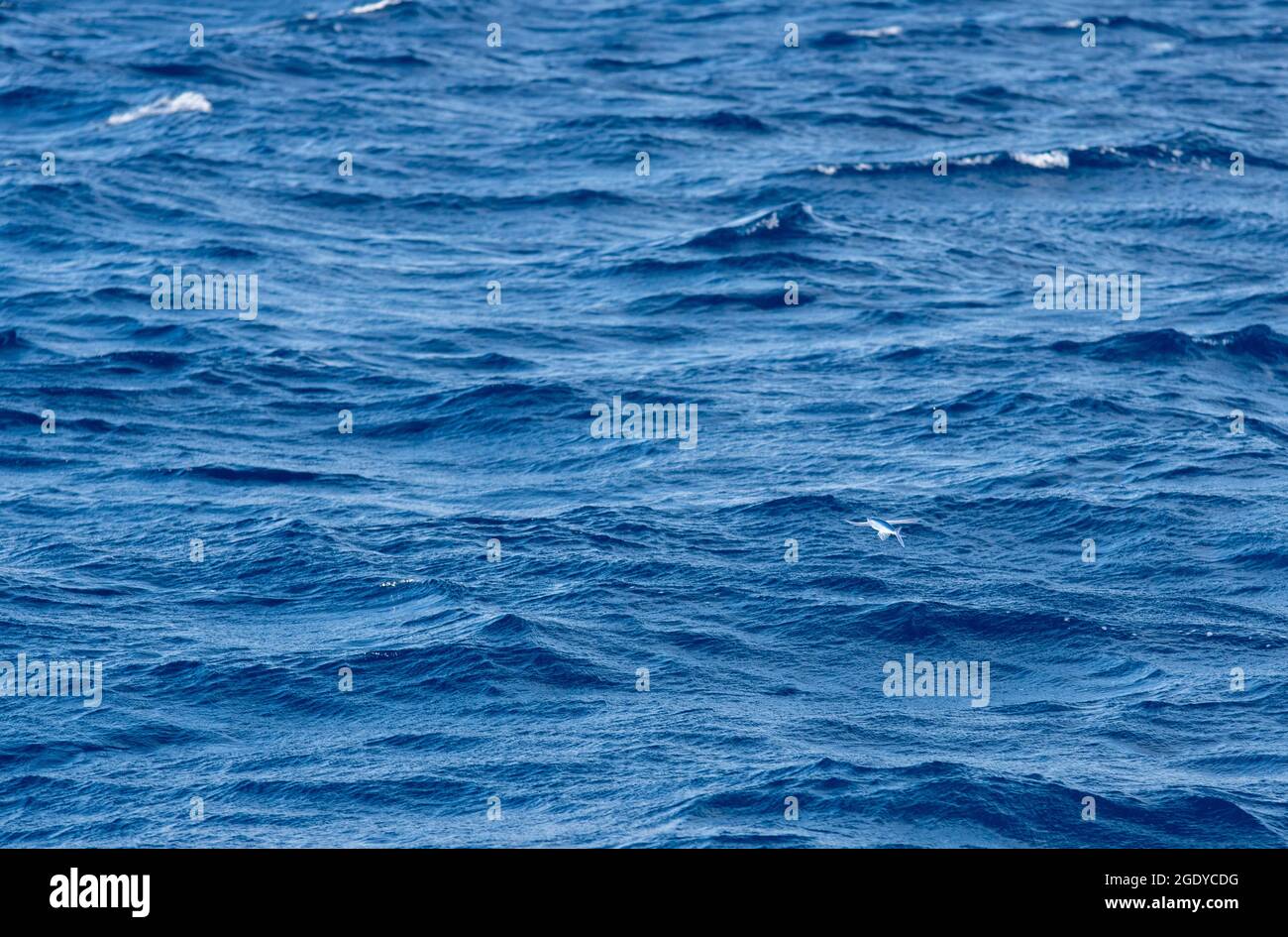 Blue ocean surface view Stock Photo - Alamy