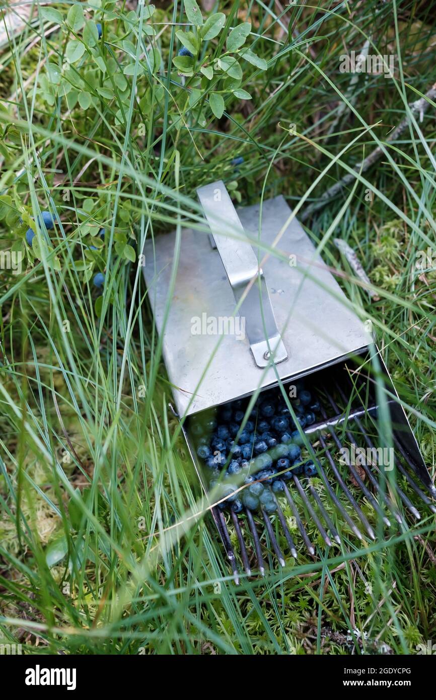 Metal device for the rapid collection of berries, with a crop of ...
