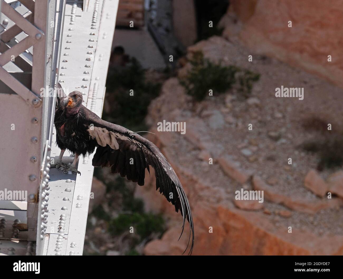 Marble Canyon Condors