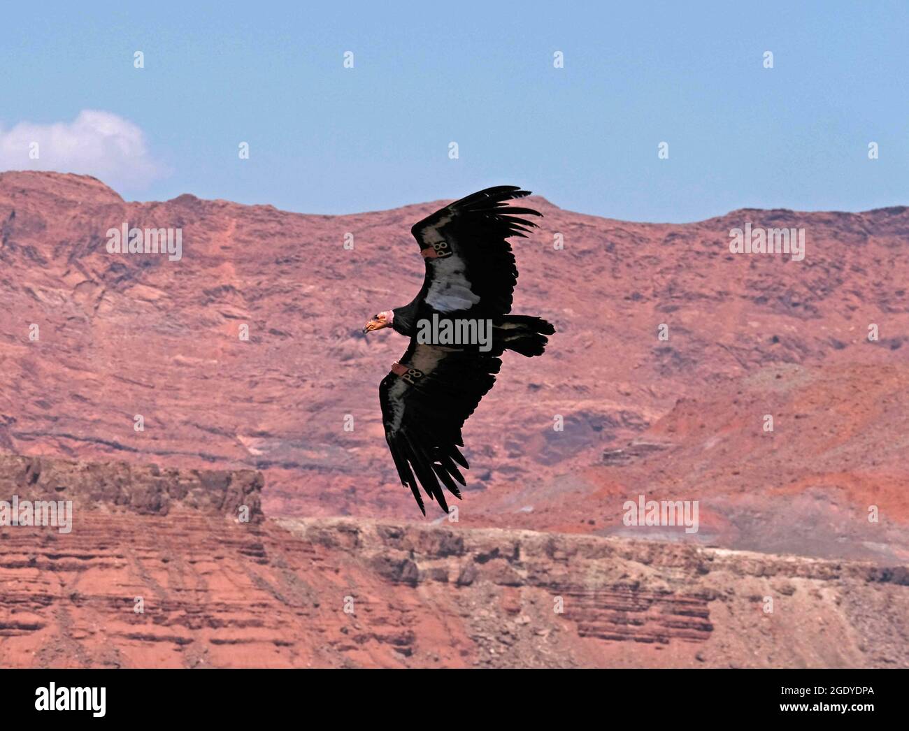 Marble Canyon, Arizona, USA. 11th Aug, 2021. California condor flies ...
