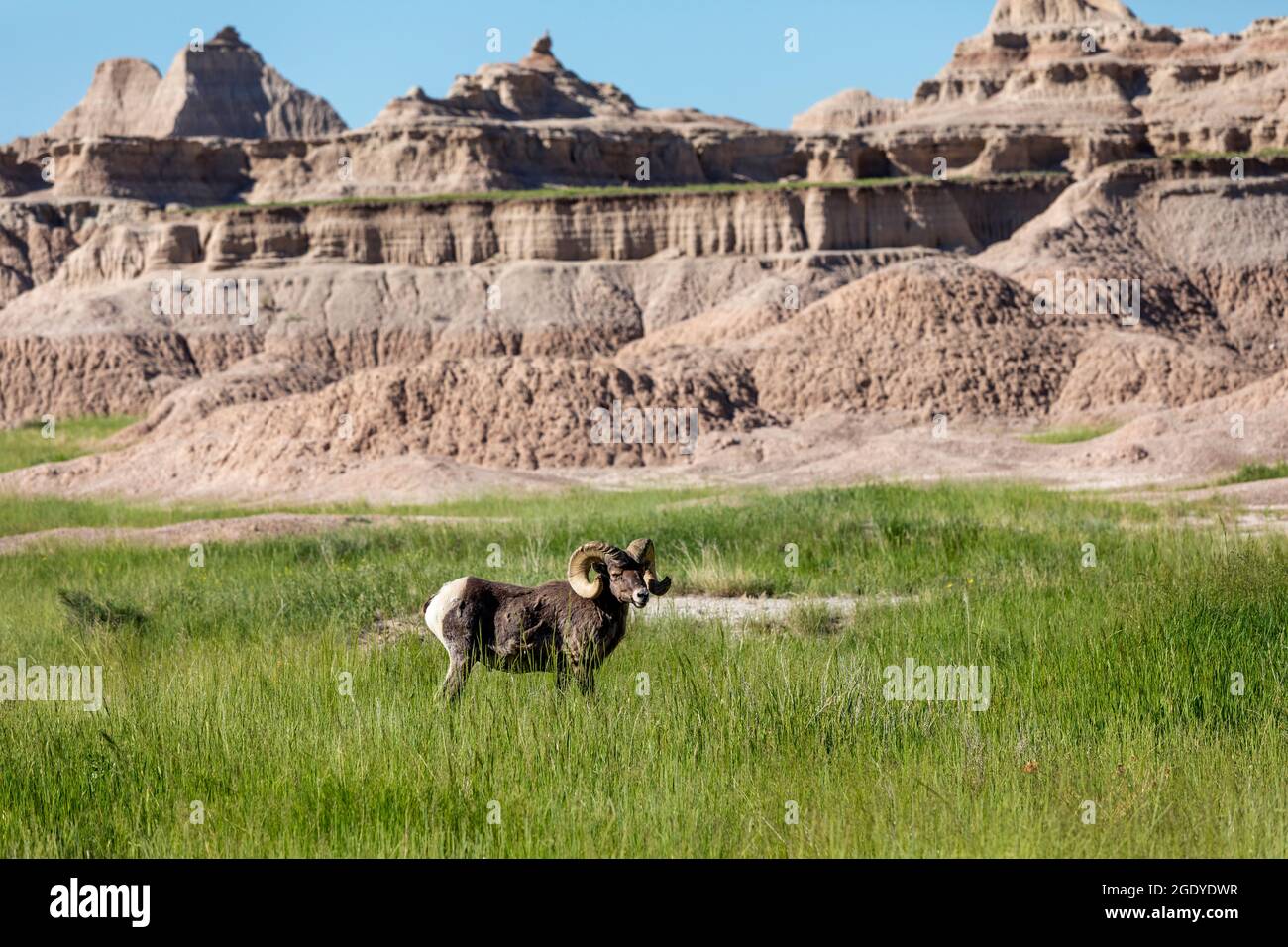 SD00401-00.....SOUTH DAKOTA - Big horn sheep, Ovis canadensis, and ...