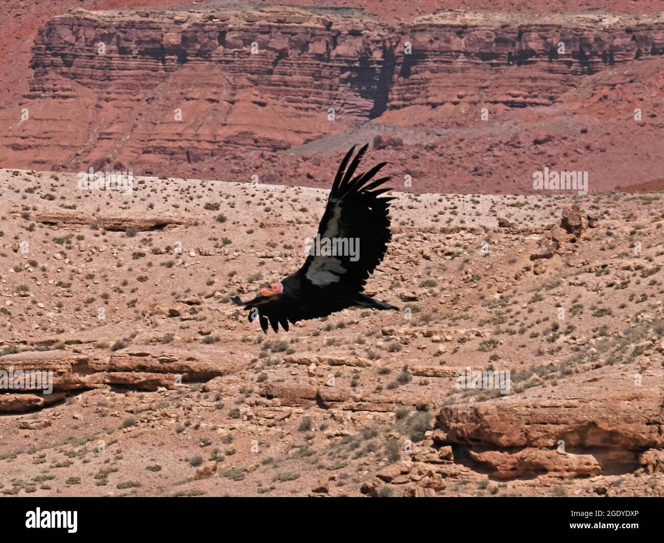 Condor grand canyon arizona hi-res stock photography and images - Alamy