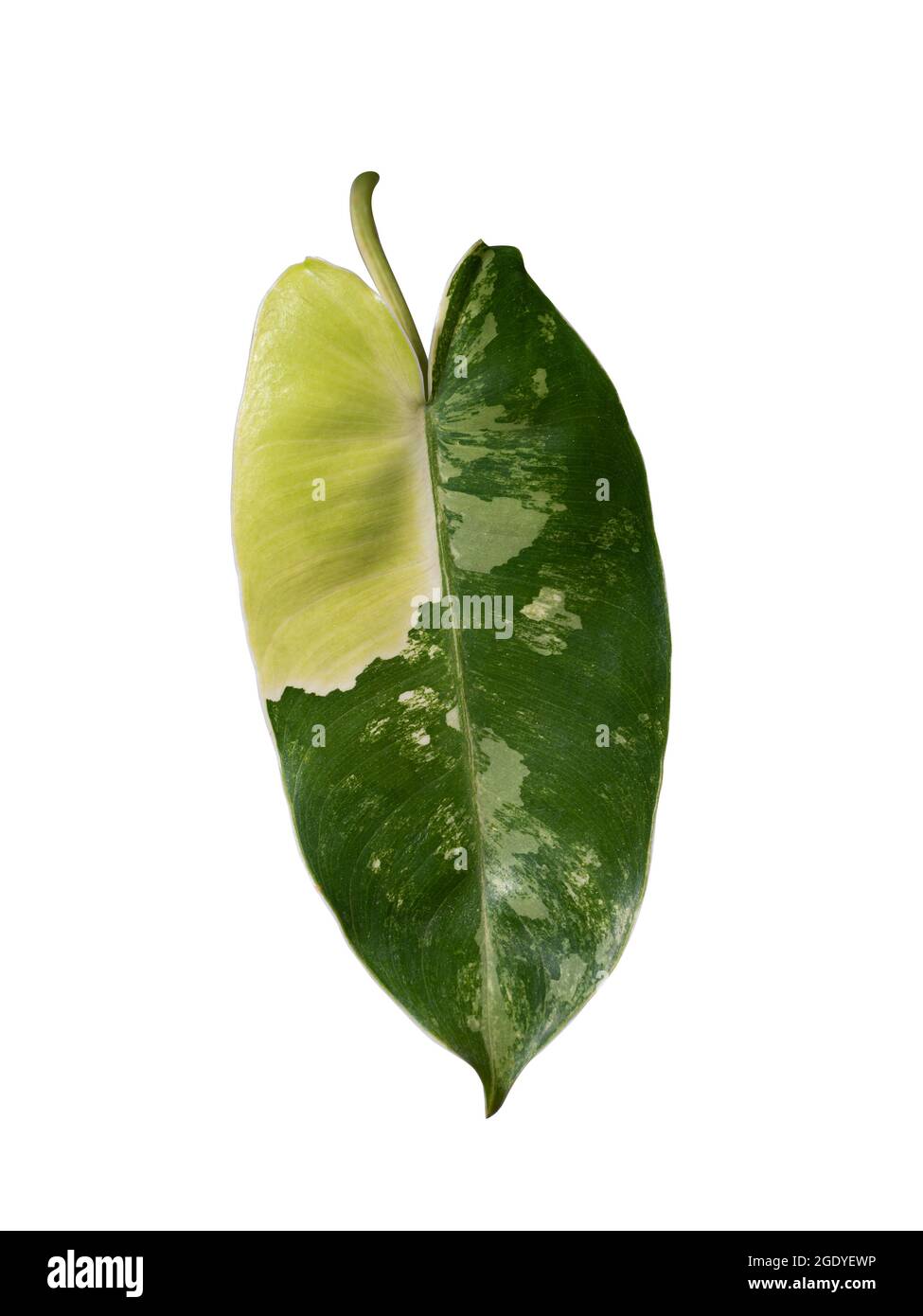 Variegated leaf isolated on white background Stock Photo - Alamy